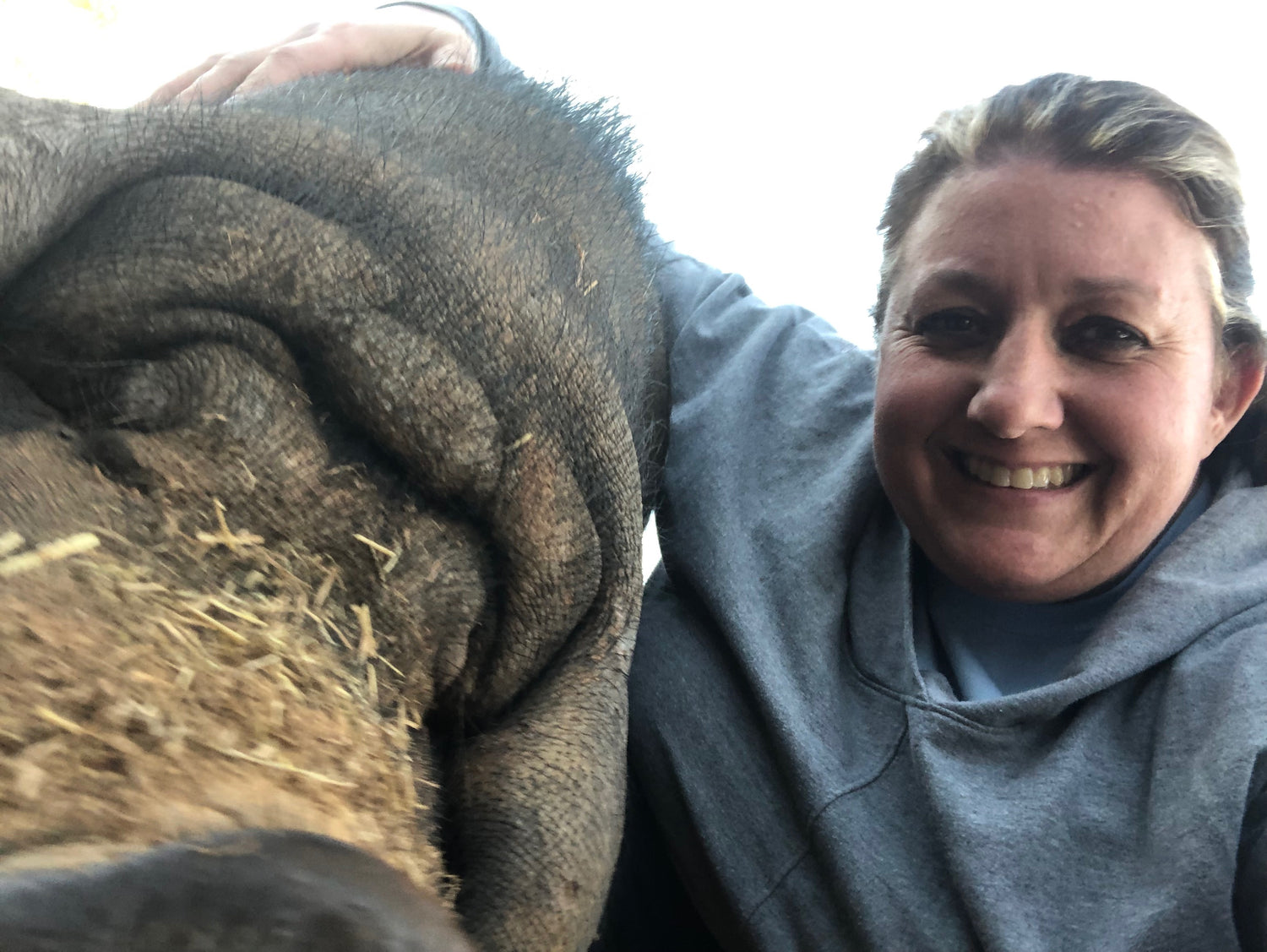 Top 3 Reasons I Choose The Meishan Pig – Jensen Reserve